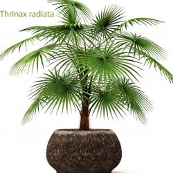 qlweb mpol thrinax morrisii 3D Models | Page 1 | STLFinder