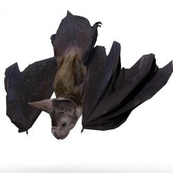 vampire bat animated 3d models 【 STLFinder