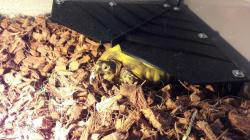 turtle house 3D Models | Page 1 | STLFinder