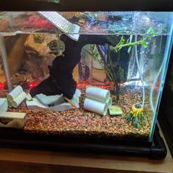 xs hanging turtle basking platform adjustable turtle dock transparent ...
