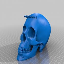 labeled skull 3D Models | Page 1 | STLFinder