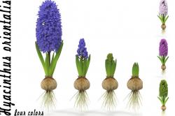 hyacinthus orientalis 3D Models | Page 1 | STLFinder