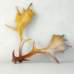 moose antlers 3d models | Page 1 | STLFinder
