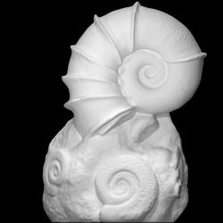 AMMONITE a 3d models 【 STLFinder