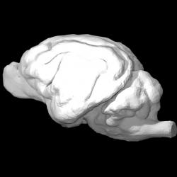 cat brain 3d models | Page 1 | STLFinder