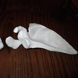 human shoulder blade 3d models 【 STLFinder