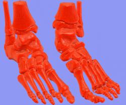 easy foot bone drawing 3D Models | Page 1 | STLFinder