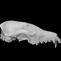 red fox skull 3D Models | Page 1 | STLFinder