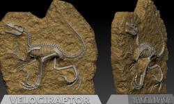 fossil velociraptor 3D Models | Page 1 | STLFinder