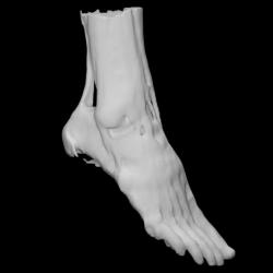 parts of the ankle 3D Models | Page 1 | STLFinder