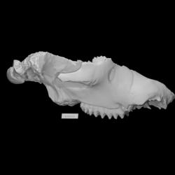 mastodon skull 3d models 【 STLFinder