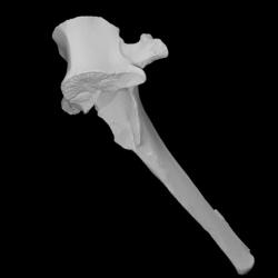 deer vertebrae 3D Models | Page 1 | STLFinder