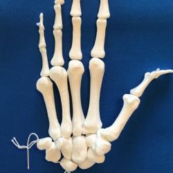 bone models anatomy | Page 1 | STLFinder