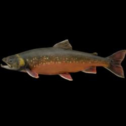 brook trout mounts 3D Models | Page 1 | STLFinder