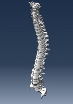 human skeleton spine 3D Models | Page 1 | STLFinder