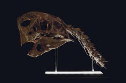 citipati skull 3D Models | Page 1 | STLFinder