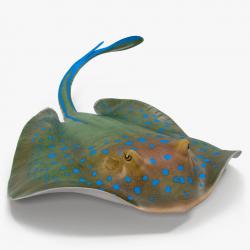 blue spotted stingray 3d models 【 STLFinder