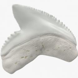 shark tooth 3d models | Page 1 | STLFinder
