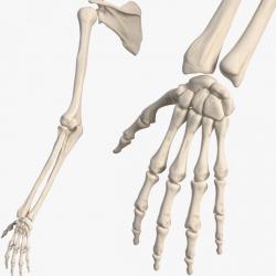 human arm skeleton 3D Models | Page 1 | STLFinder
