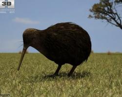 apteryx australis 3D Models | Page 1 | STLFinder