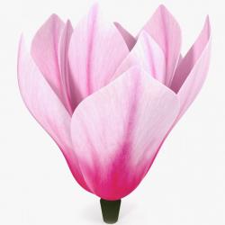 magnolia flower 3D Models | Page 1 | STLFinder