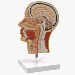 human head anatomy model 【 STLFinder