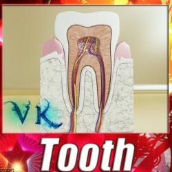 detailed model of tooth 24 | Page 1 | STLFinder