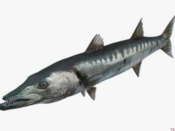 barracuda fish model | Page 1 | STLFinder