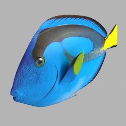 powder blue fish 3D Models | Page 1 | STLFinder