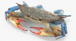 chesapeake blue crab 3D Models | Page 1 | STLFinder