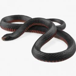 shefit black snake print 3D Models | Page 1 | STLFinder