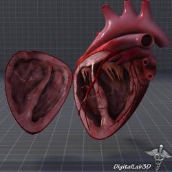 human heart half 3D Models | Page 1 | STLFinder