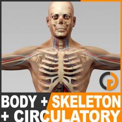 male circulatory system 3D Models | Page 1 | STLFinder
