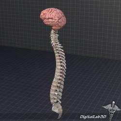 the human vertebral column 3D Models | Page 1 | STLFinder