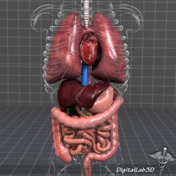 internal organs 3d model | Page 1 | STLFinder
