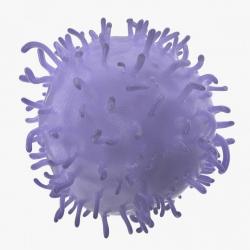lymphocyte model | Page 1 | STLFinder