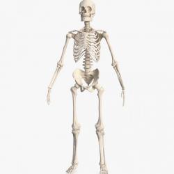 skeleton full body 3D Models | Page 1 | STLFinder