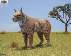 bobcat lynx rufus 3D Models | Page 1 | STLFinder