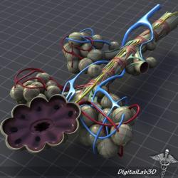 bronchial anatomy 3D Models | Page 1 | STLFinder