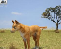 dingo 3d model | Page 1 | STLFinder