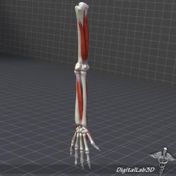 arm muscle structure 3D Models | Page 1 | STLFinder