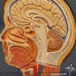 human head anatomy 3D Models | Page 1 | STLFinder