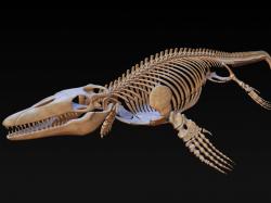 mosasaurus skeleton 3D Models | Page 1 | STLFinder