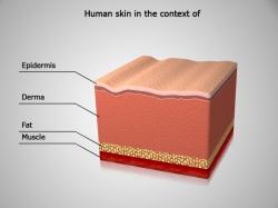 structure of a human skin 3D Models | Page 1 | STLFinder
