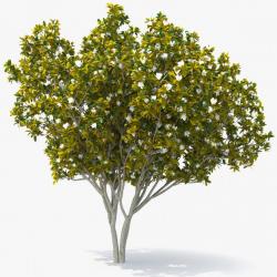 magnolia tree 3D Models | Page 1 | STLFinder