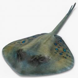 stingray spotted 3D Models | Page 1 | STLFinder