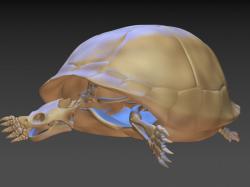 box turtle skeleton 3D Models | Page 1 | STLFinder