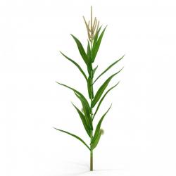 young corn plant 3D Models | Page 1 | STLFinder