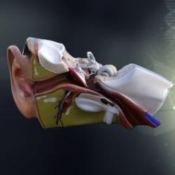 Human Ear 3D Model Anatomy educational 3D Models | Page 1 | STLFinder