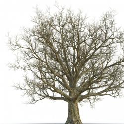 oak tree in winter 3D Models | Page 1 | STLFinder